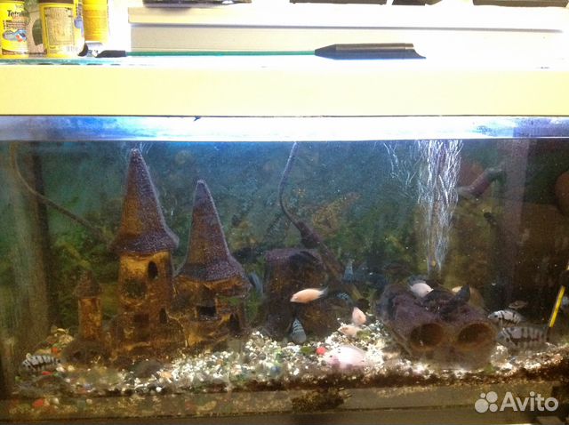 Аквариум рыбки(цехлиды)