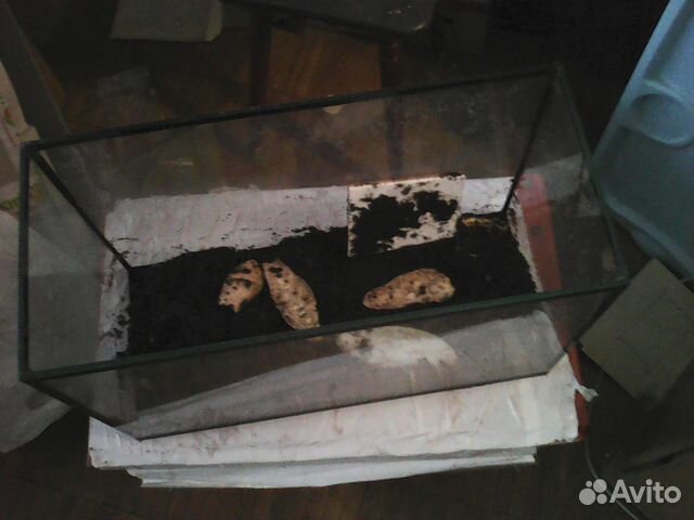 Аквариум и 2 улитки ахатина «ахатина»