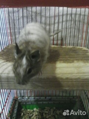 Дегусята оптом и в розницу(чилийская белка цветная