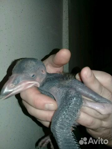 Ворон импринт