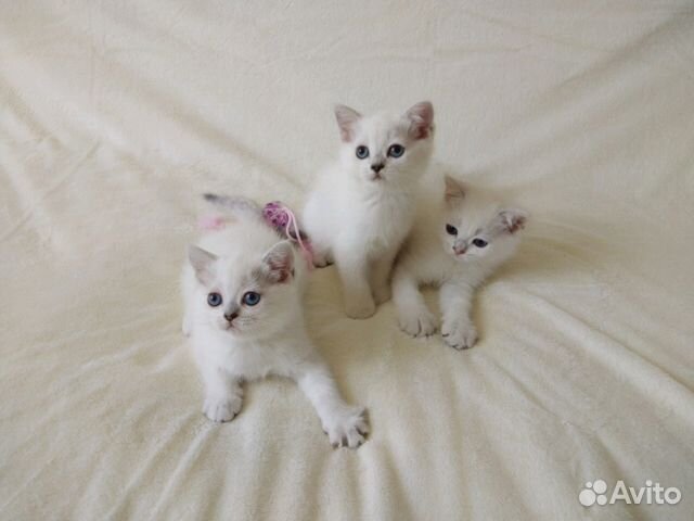 Шиншиллы поинт