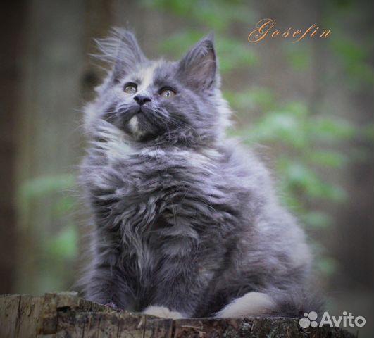 Голубокремовая красавица мейн-кун