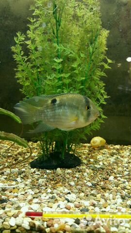 Рыба акара марони