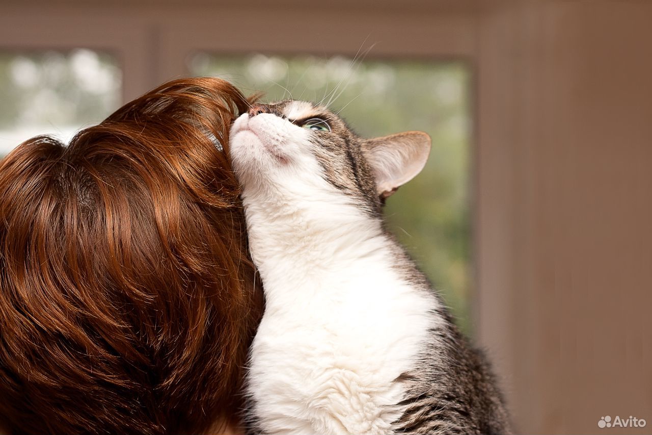 Мегаласковая кошечка ждет любящих хозяев