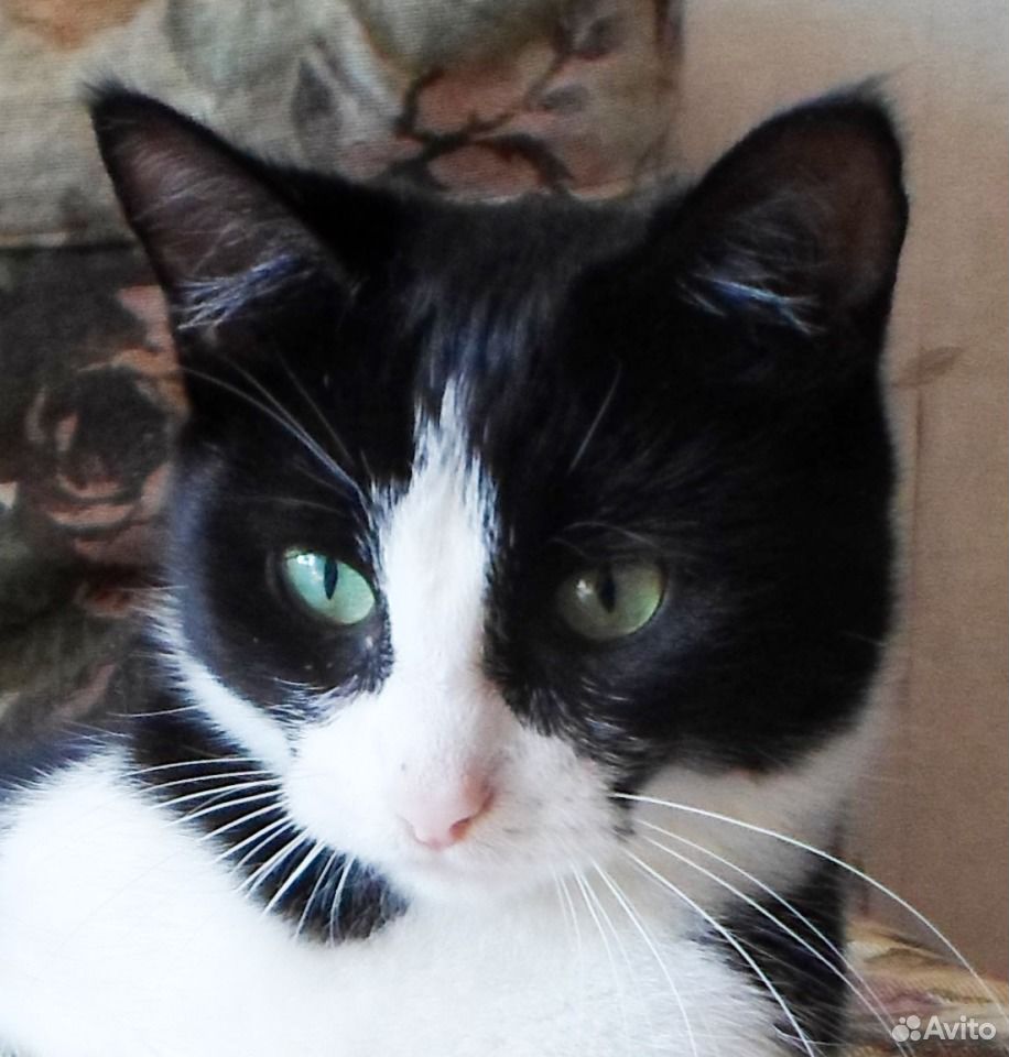 Зеленоглазая кошечка, 2 года