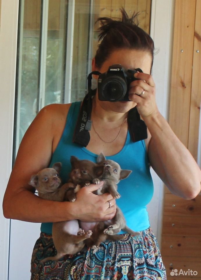 Чихуахуа мини сирень-цвет нации