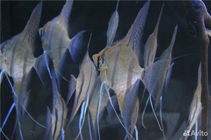 Скалярия Рио Нанай (Альтум дантум)