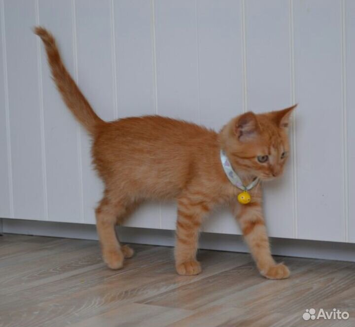 Рыжий котёнок мальчик Боб 2.5мес