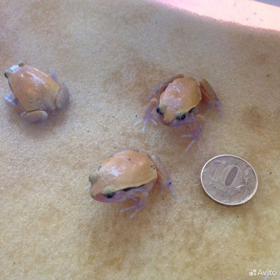 Лягушка-помидор