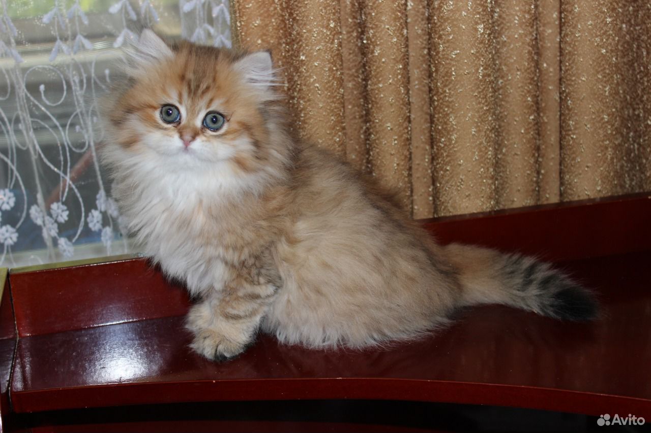 Длинношерстная британка