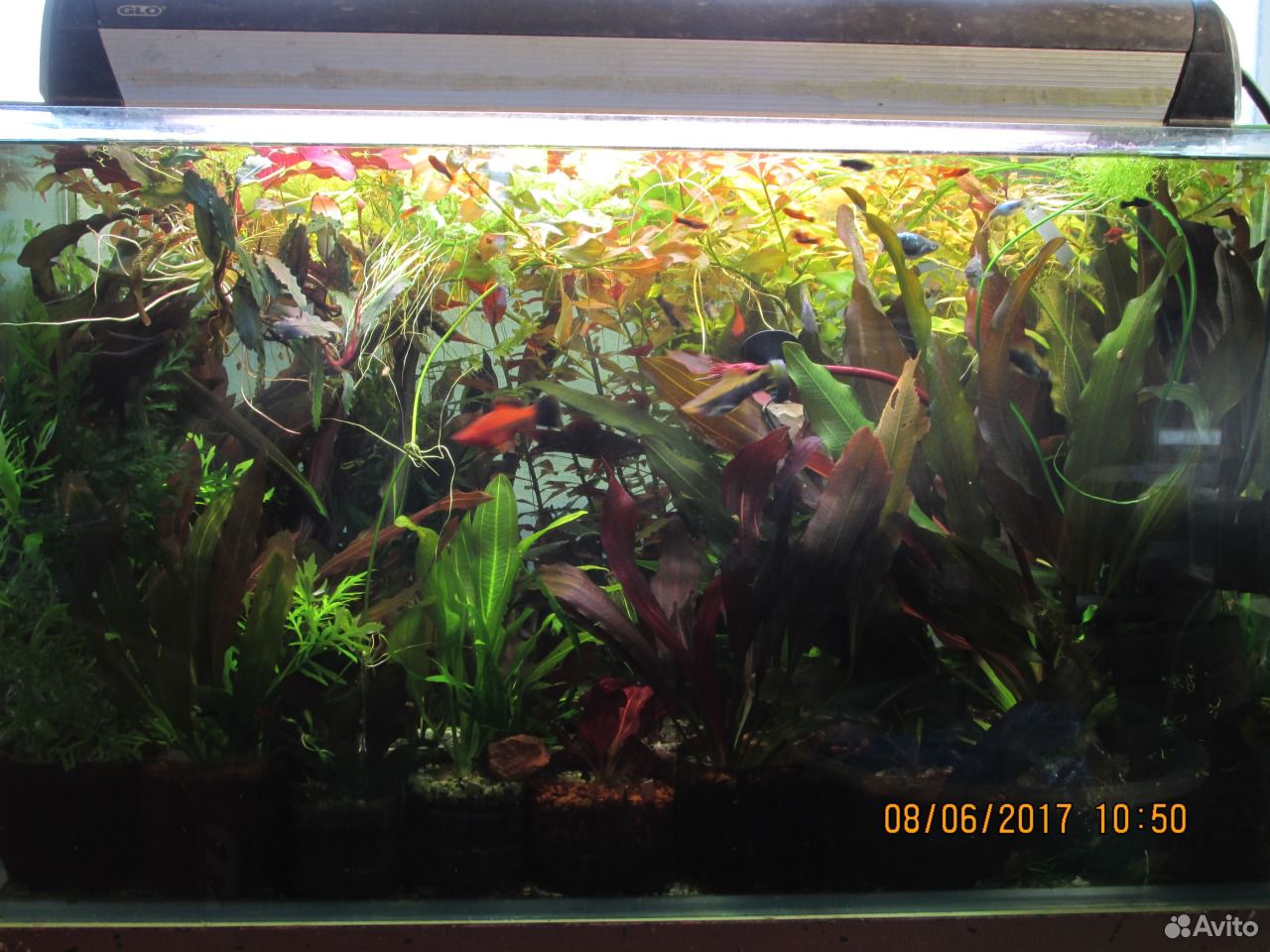 Аквариумные растения, рыбы и креветки