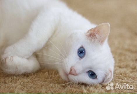 Белая кошка