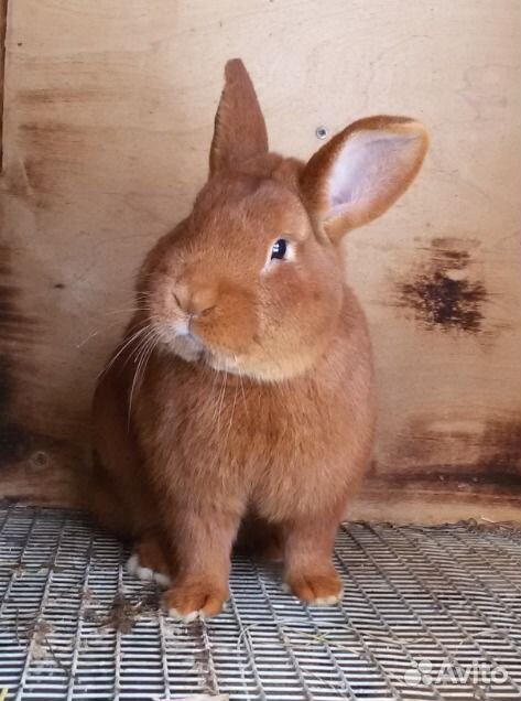 Новозеландские красные