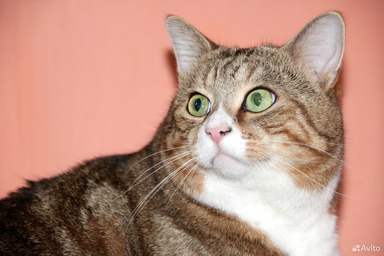 Котик Хома (метис америк. короткошерстной кошки)