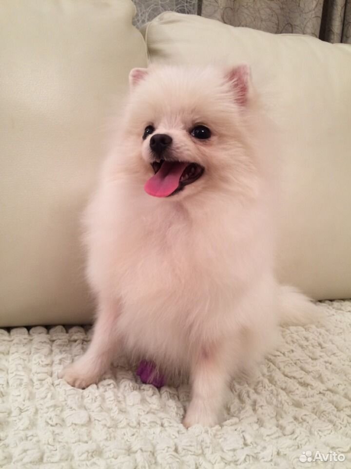Кобель померанского шпица супер мини