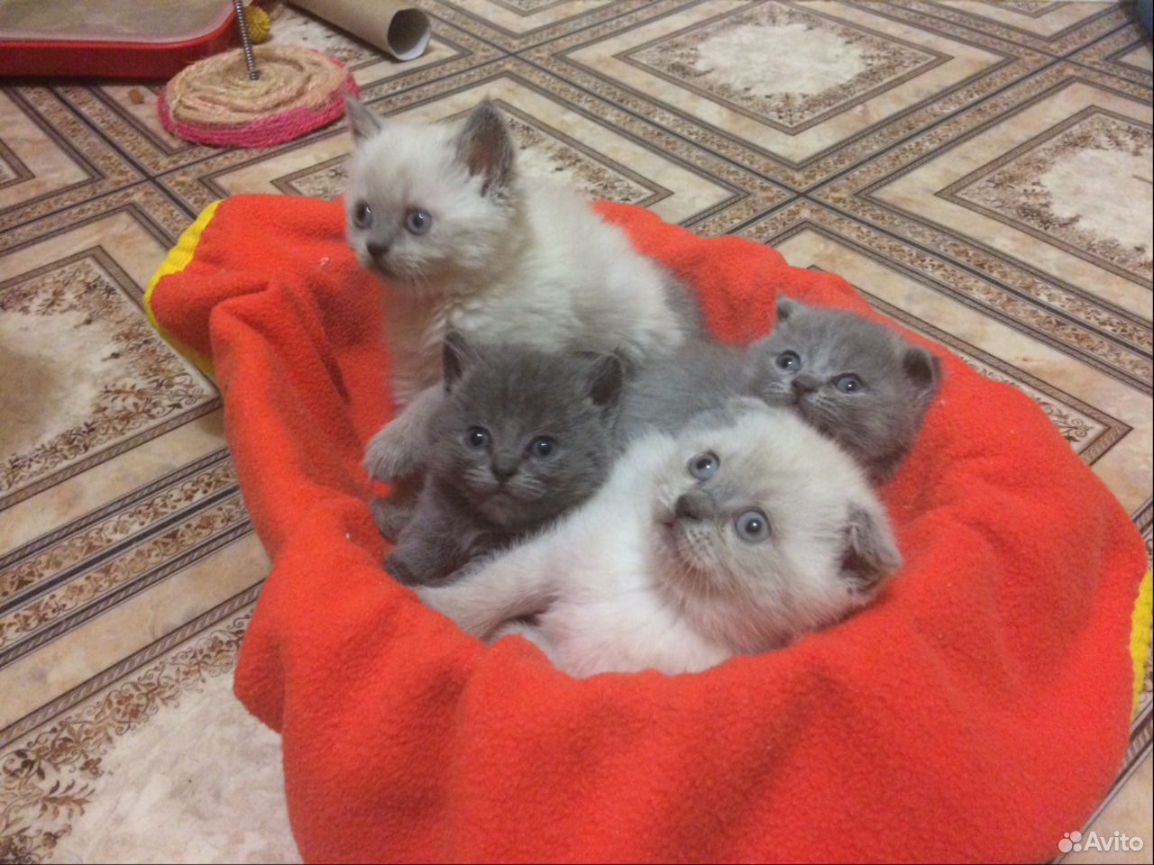 Британские котята скоттиш фолд и скоттиш страйт