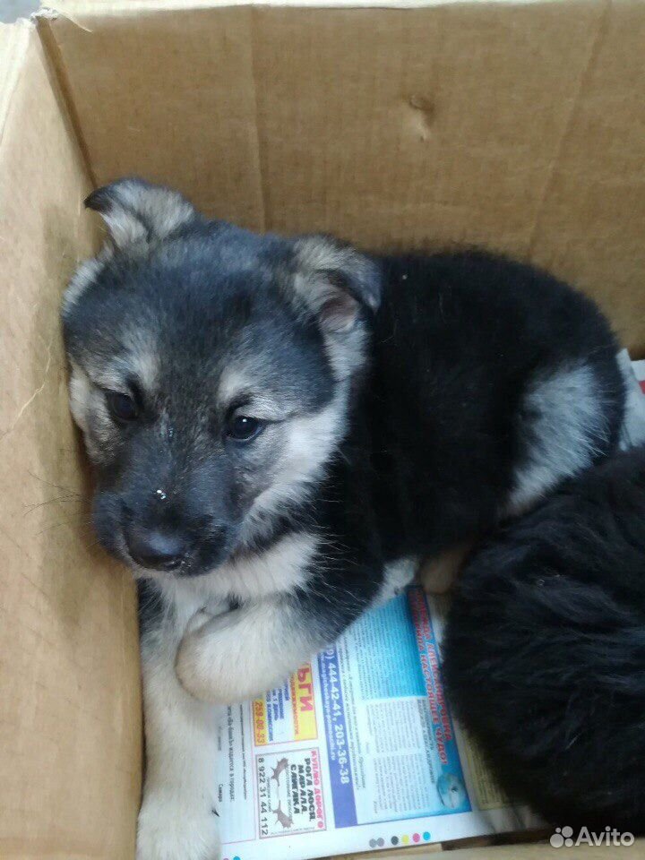 Овчаристый парень в дар