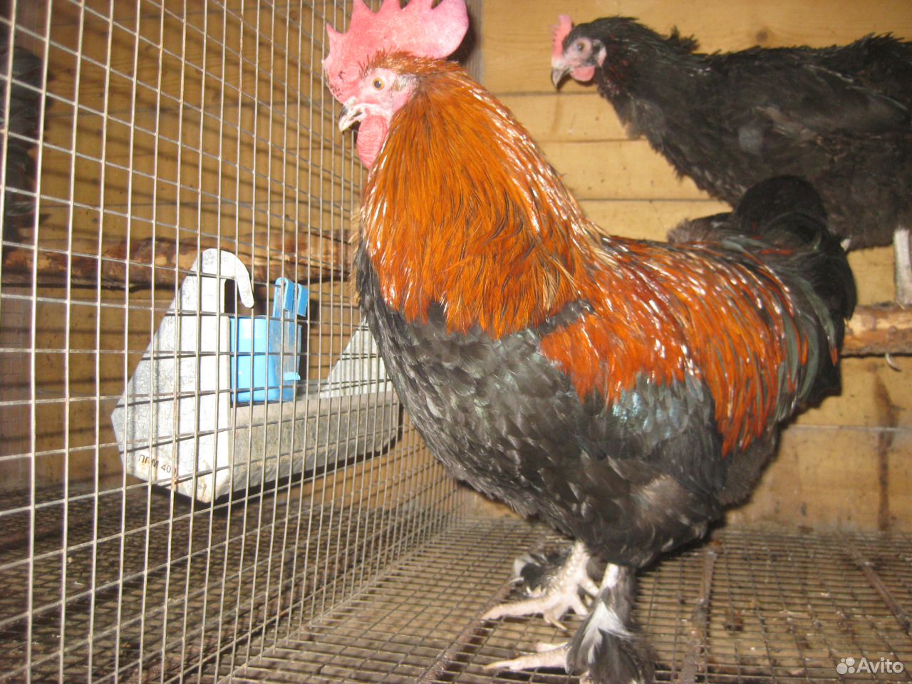 Маран - самая красивая мясояичная порода кур