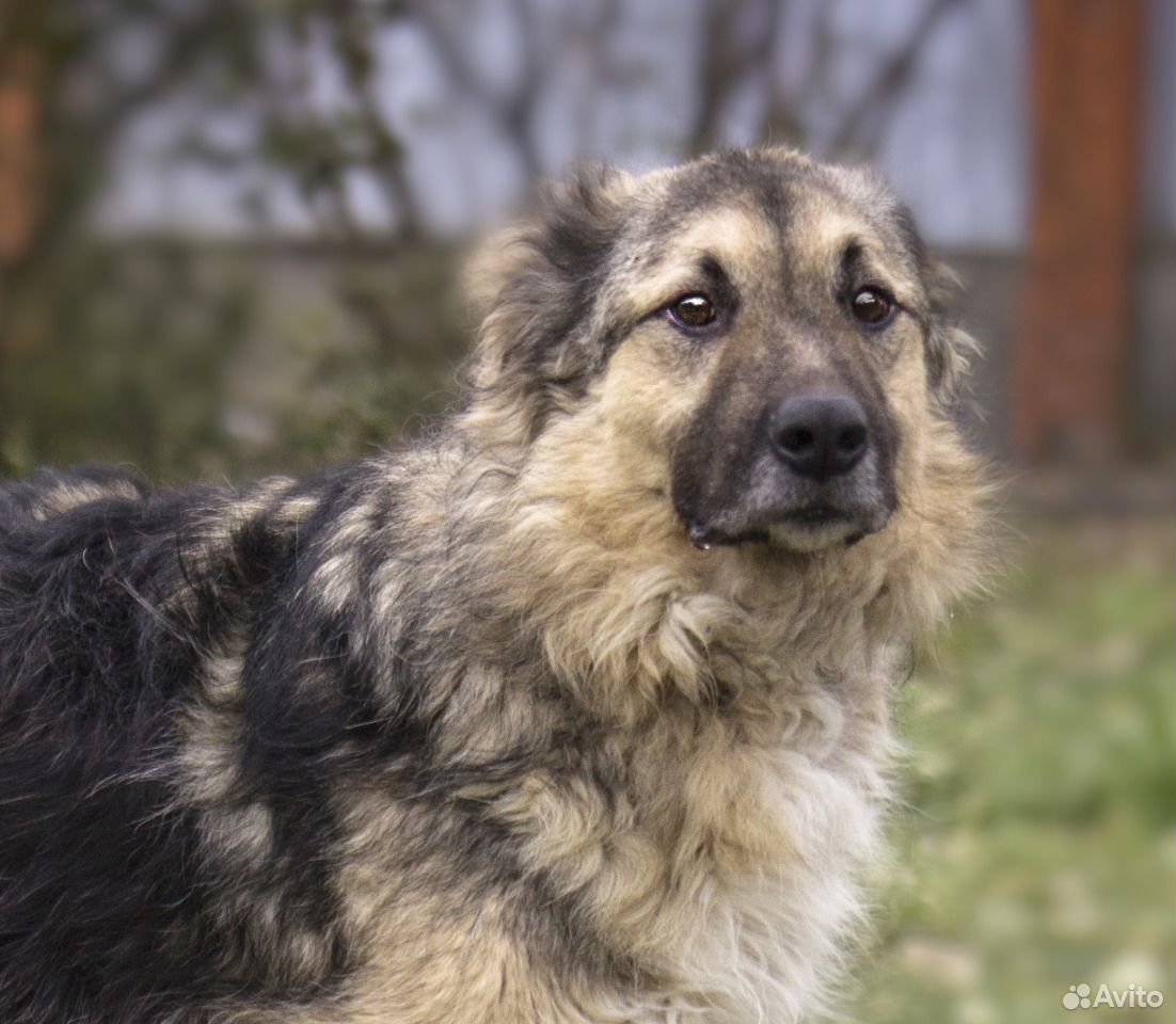 Песик Мальчик с грустными глазами в добрые руки