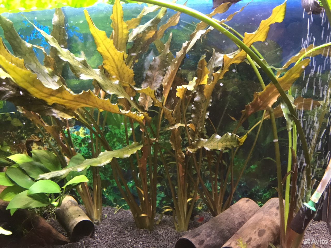 Криптокорина Вендта коричневая, Балансе