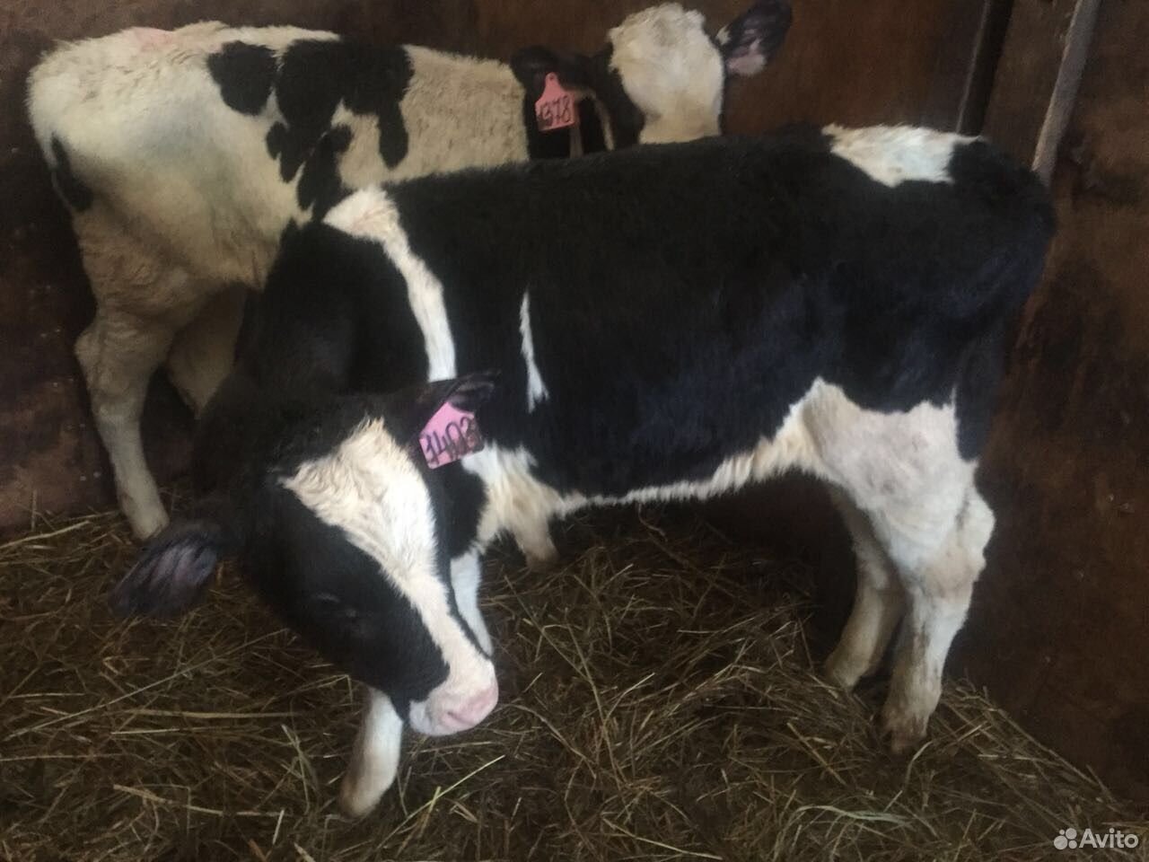 Бычки и телки