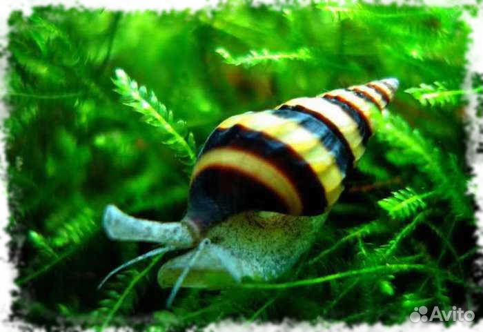 Хелена улитка