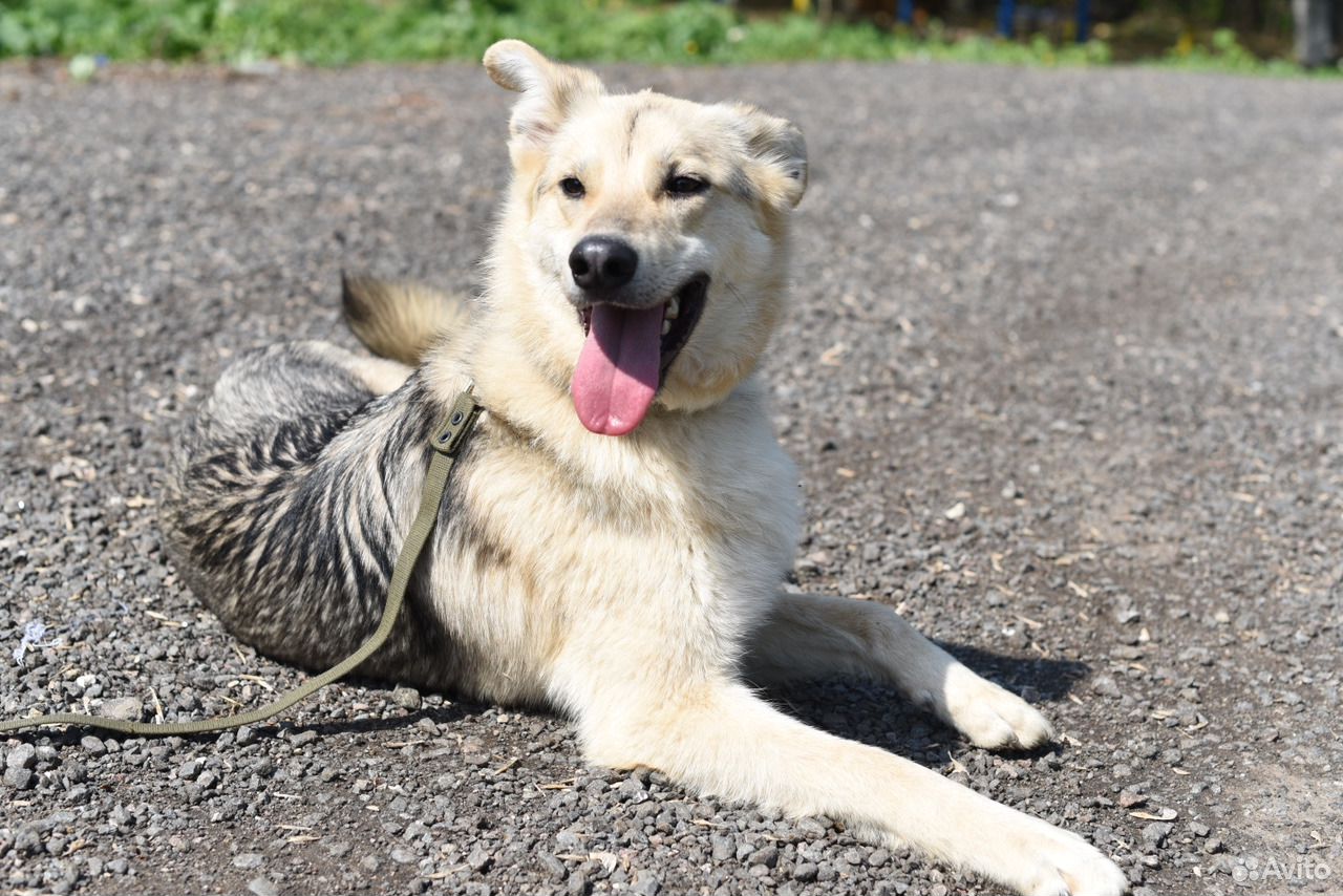 Степа хочет домой