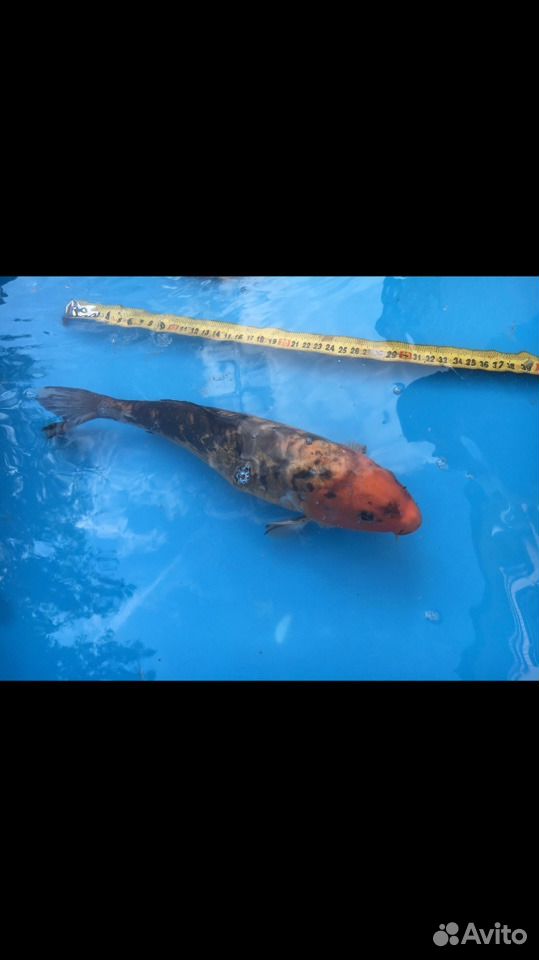 Рыба для пруда