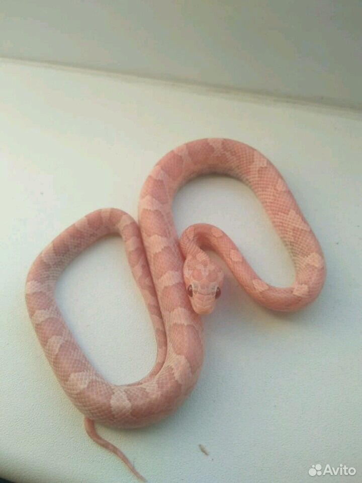 Маисовый полоз