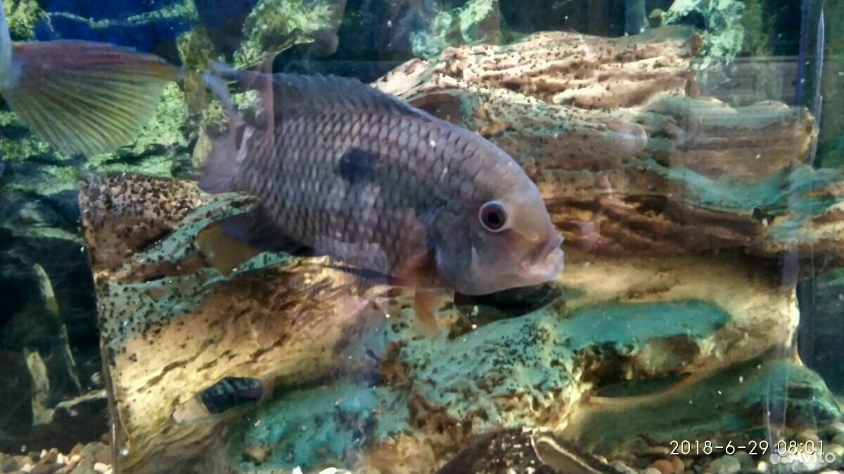 Рыба цыхлида