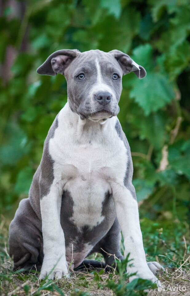 Голубая девочка амстаффа (аст, стаффорд)