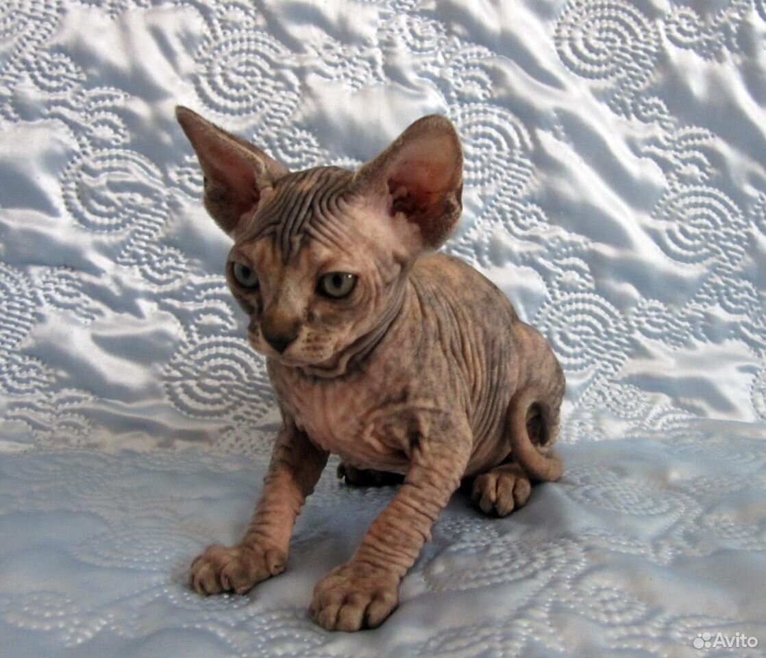 Нежный, "бархатный" котенок