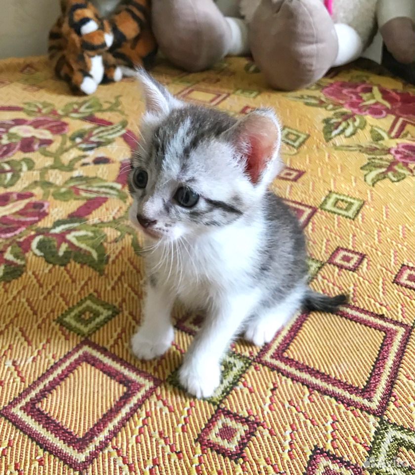 Котята 1 месяц бесплатно в дар в добрые руки