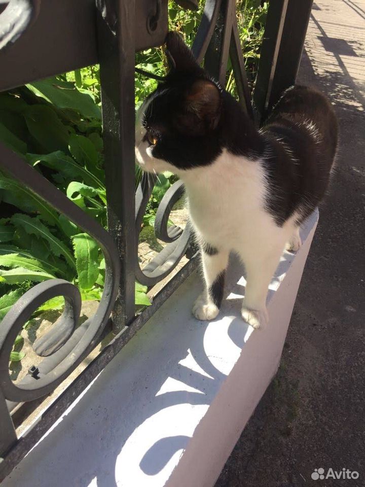 Милый котенок
