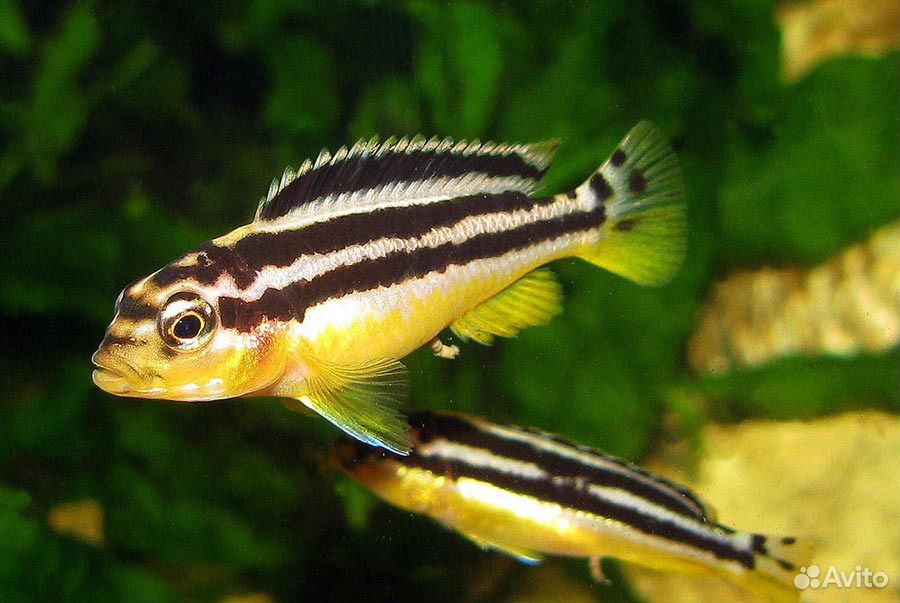 Золотаяцихлида(Melanochromis auratus)