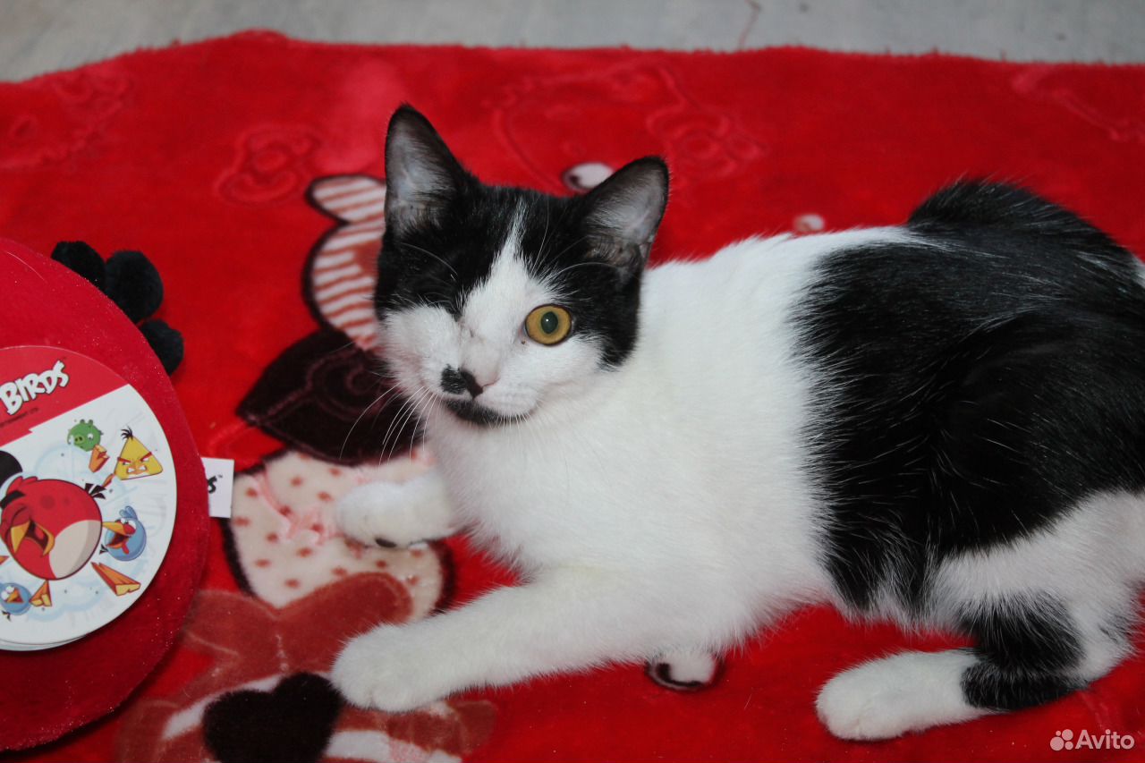 Одноглазый котёнок в хорошие руки