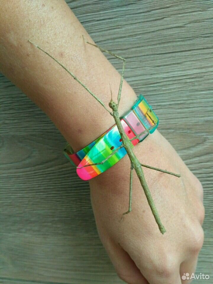 Аннамский палочник