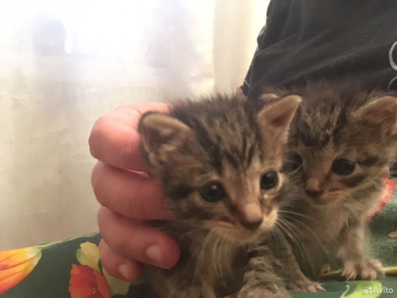 Коты
