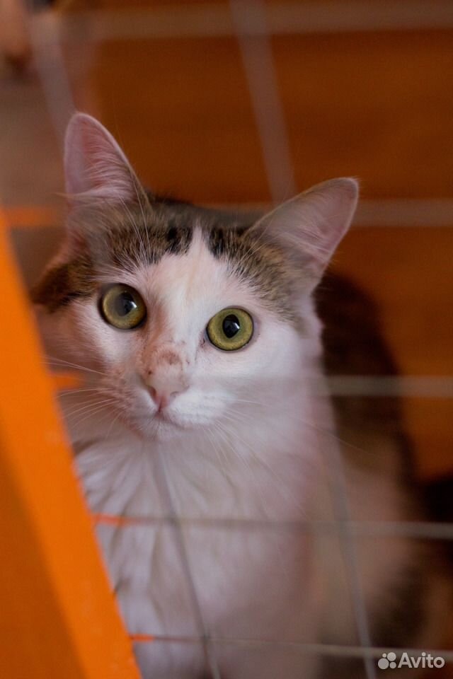 Кошка Понка, 1.5 года (из приюта)