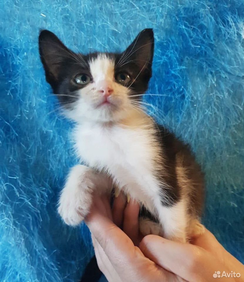 Котята мальчишки в добрые руки