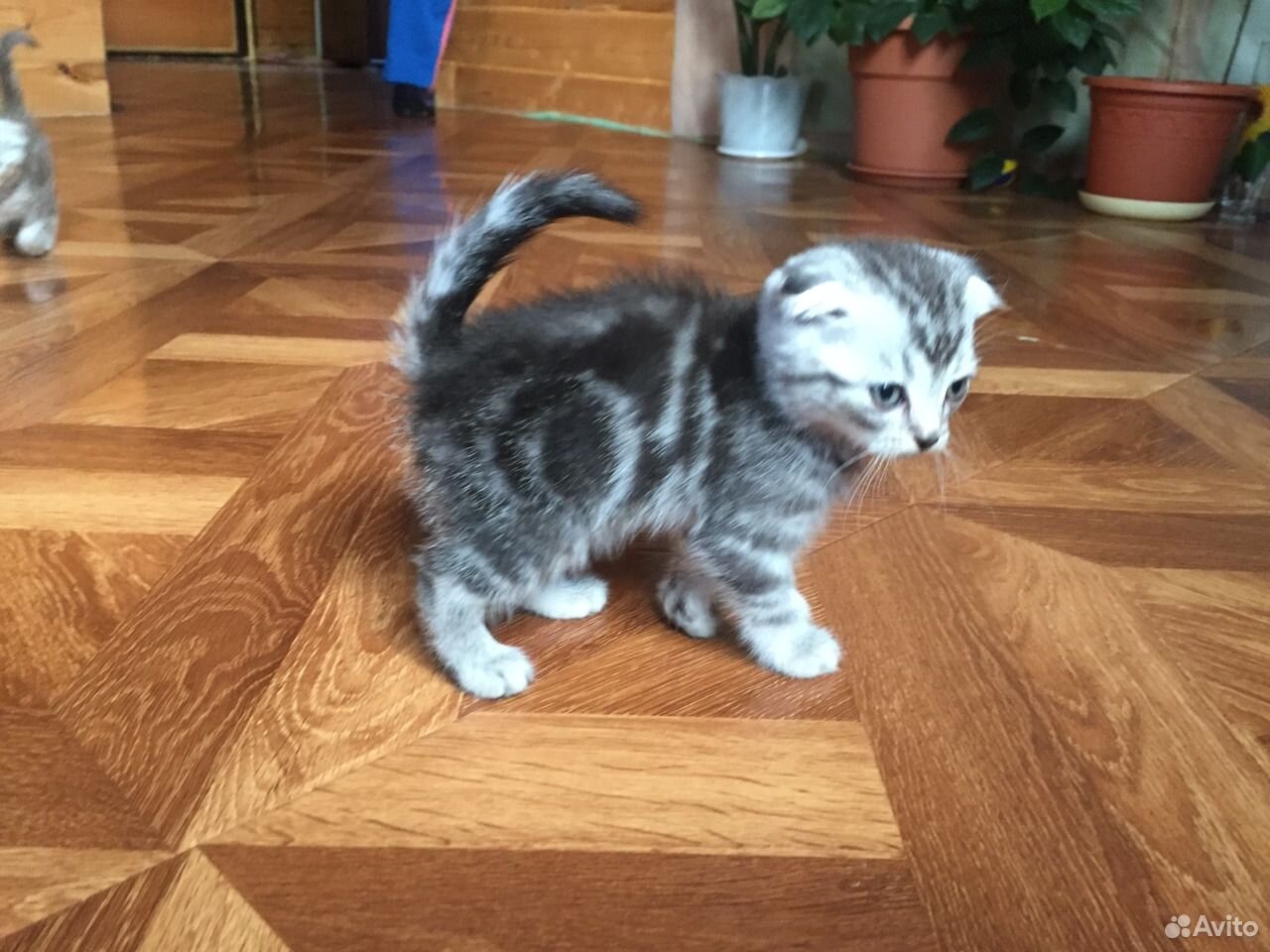 Шотландская