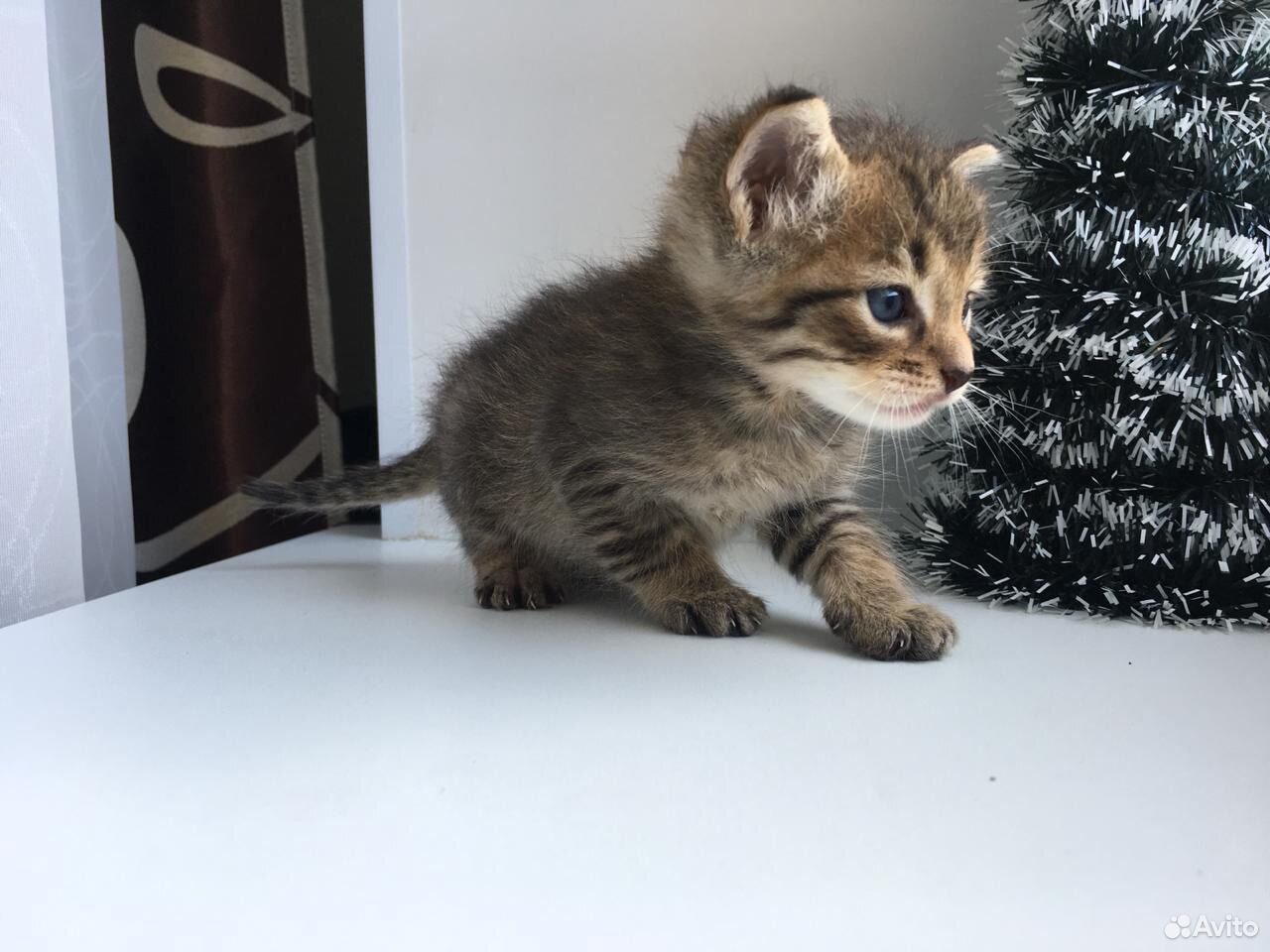 Котята ищут дом