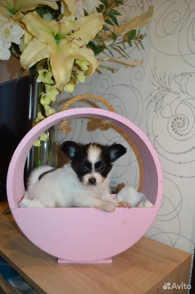 Папийона и фалена дети