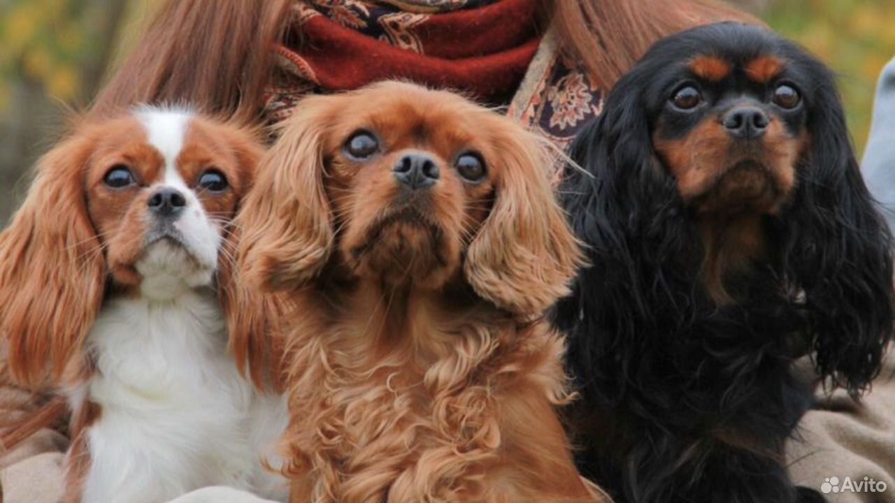Мальчики и девочкаКавалер Кинг Чарльз Спаниель