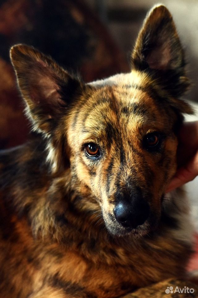 Мишка ищет свою семью