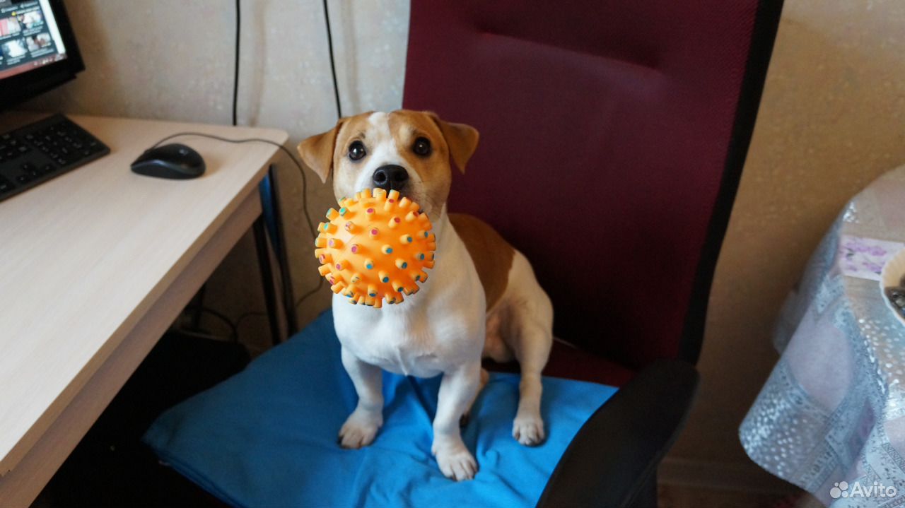 Вязка Джек Рассел терьер (кобель)