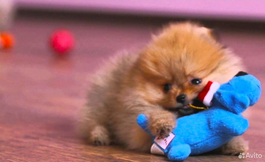 Супер миники, настоящий померанский Шпиц