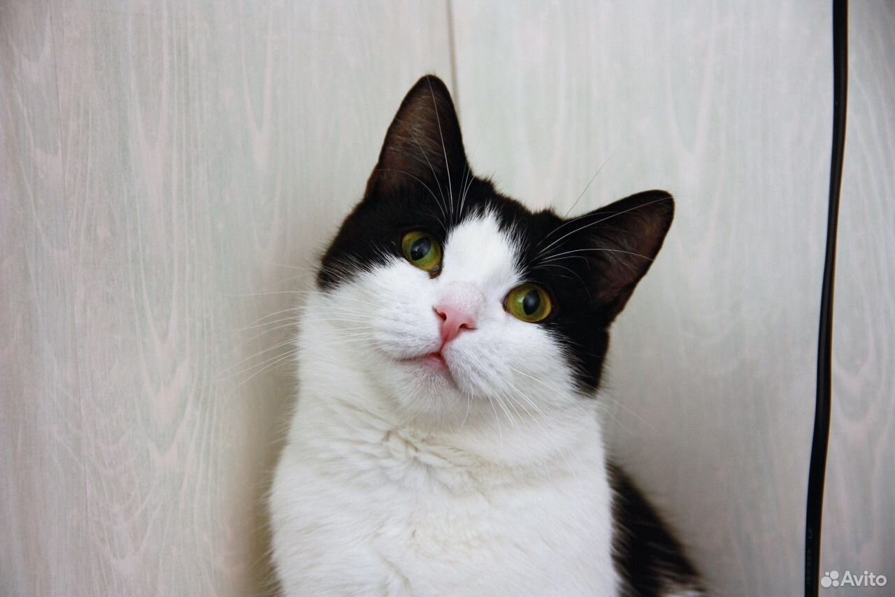 Ласкуша Холли