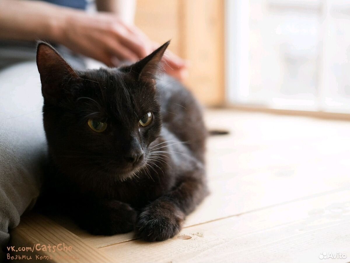 Катарина в добрые руки