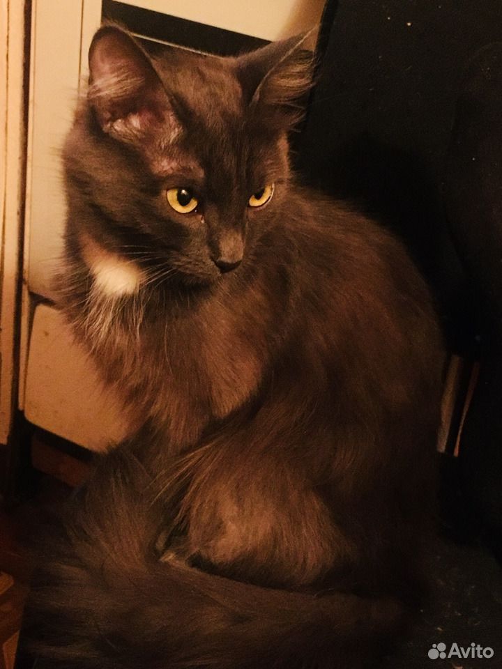 Кошечка Нюшечка